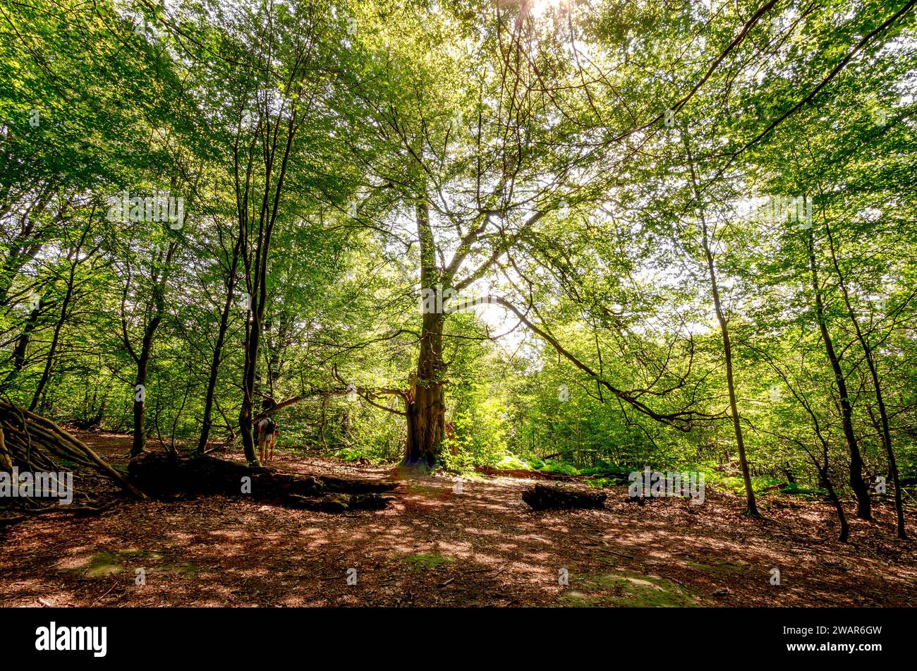 Sababurg Primeval Forest - Light-filled forest, Hesse, Germany Stock ...