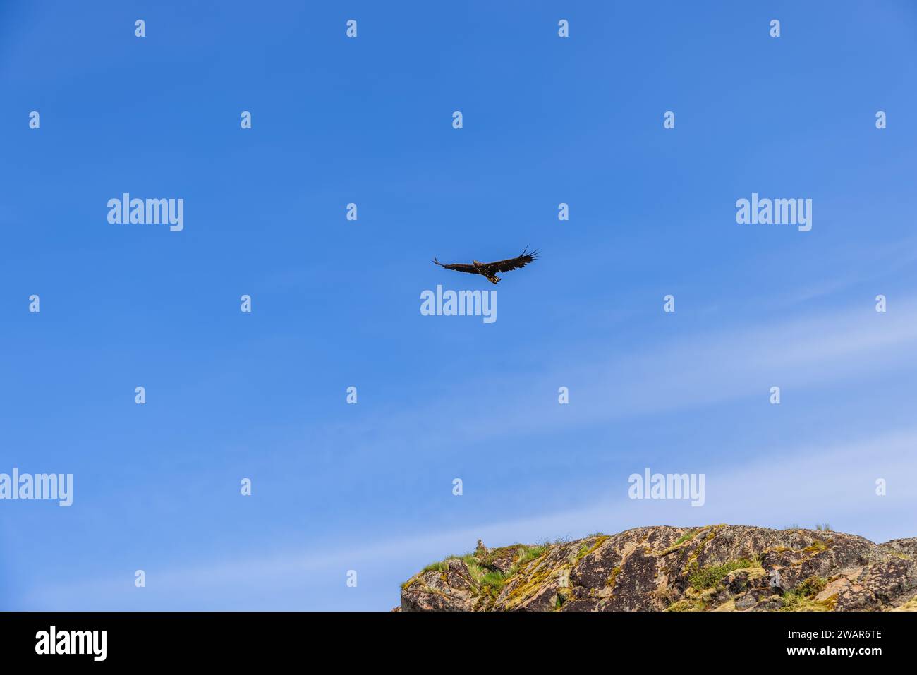 In the clear skies over the Lofoten Islands, a white-tailed eagle flies ...