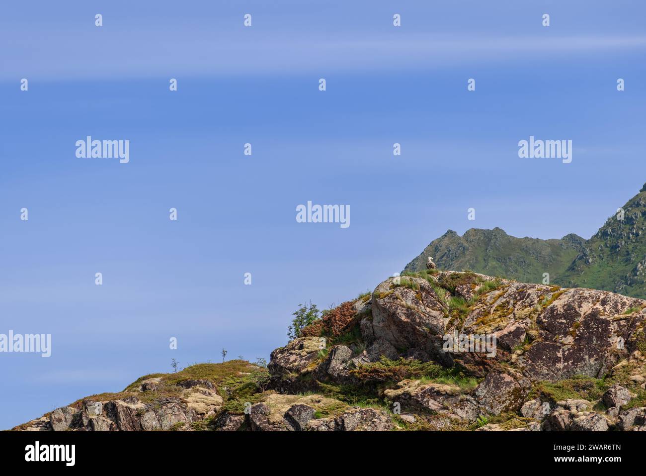 A white-tailed eagle dominates the landscape, standing vigil on the ...