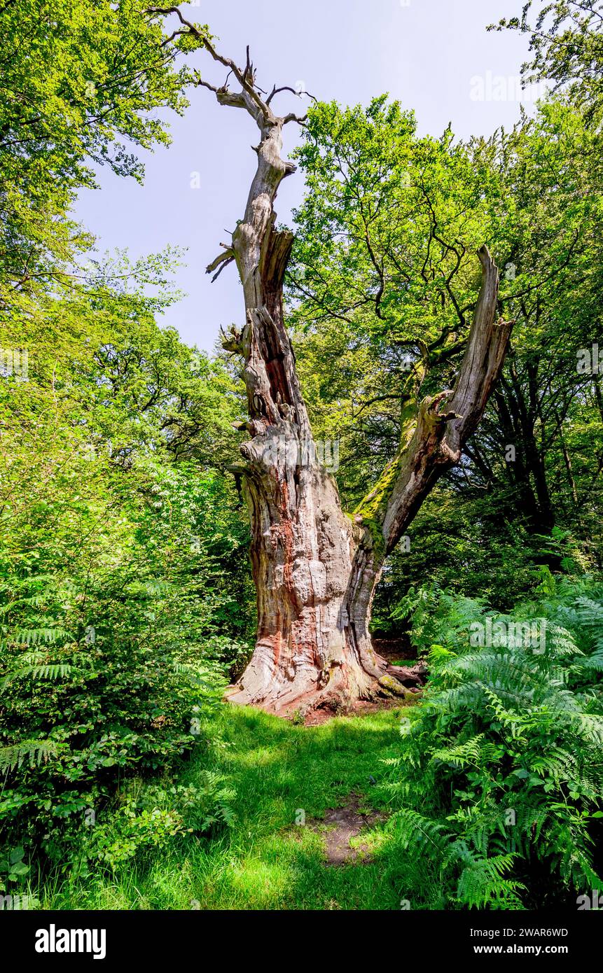 Sababurg primeval forest - ancient giant tree, Hesse, Germany Stock ...