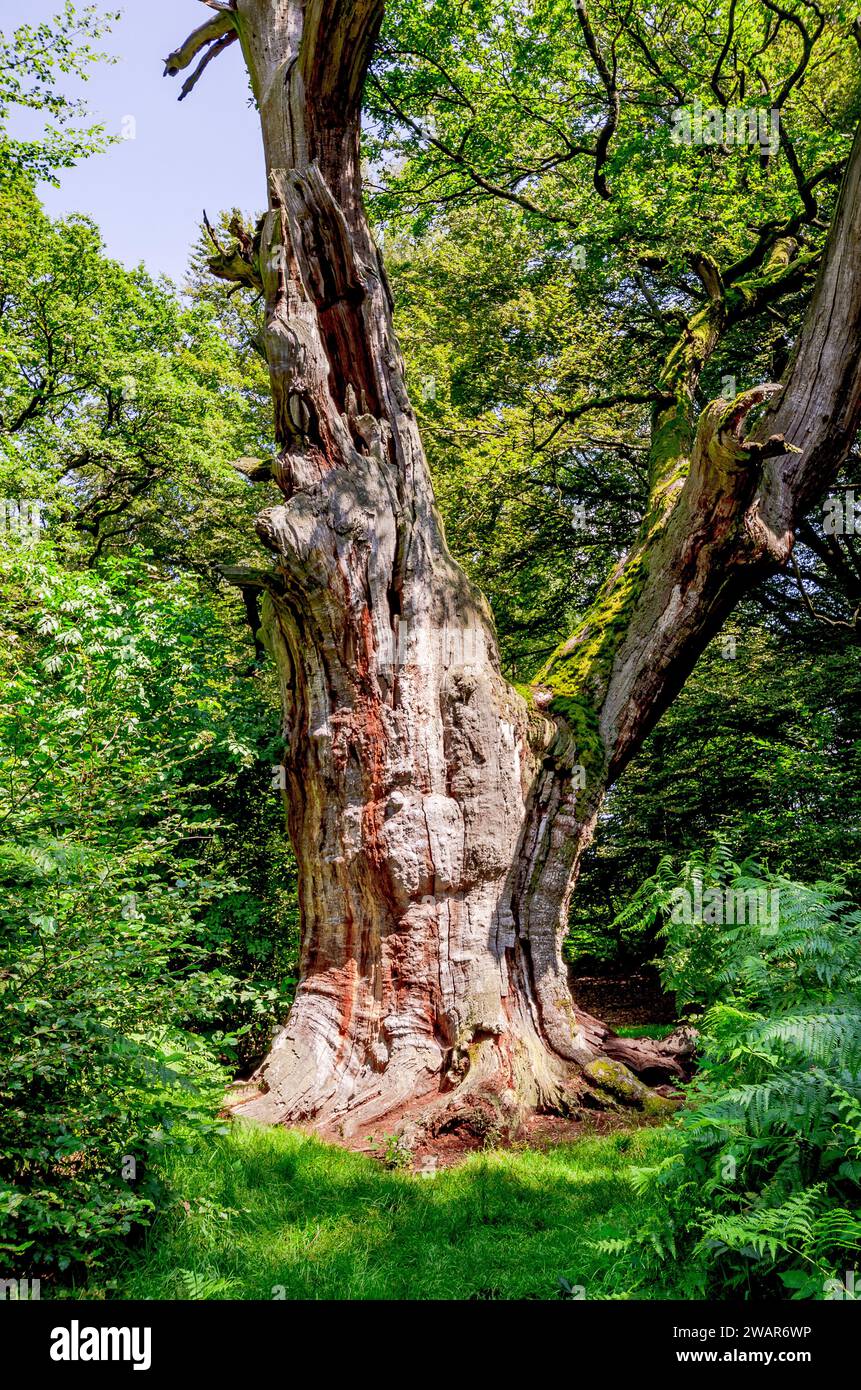 Sababurg primeval forest - ancient giant tree, Hesse, Germany Stock ...