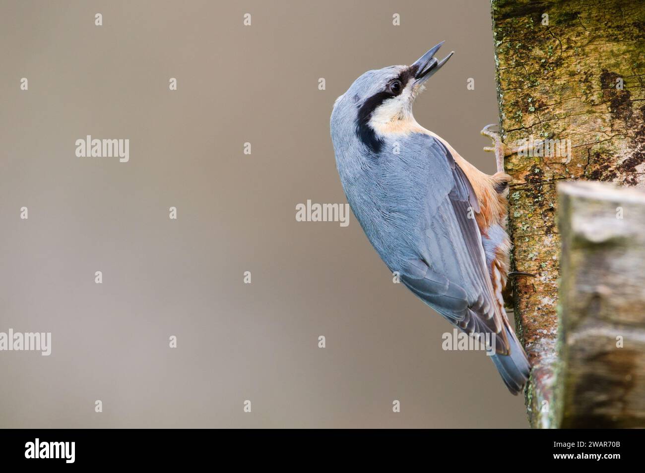 Sitta europaea aka Eurasian nuthatch with the seed in his beak in his ...