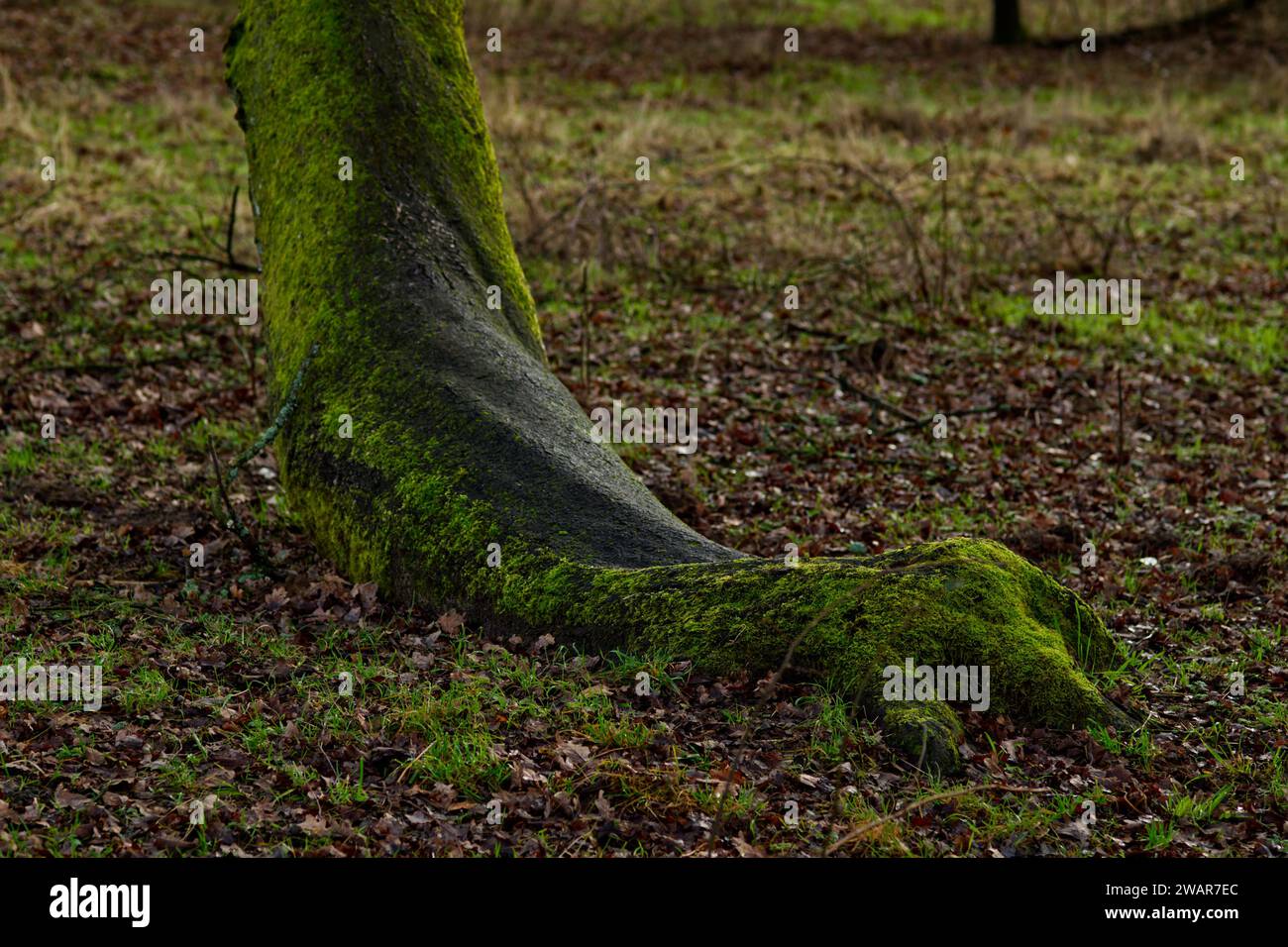 Paw paw tree hi-res stock photography and images - Alamy