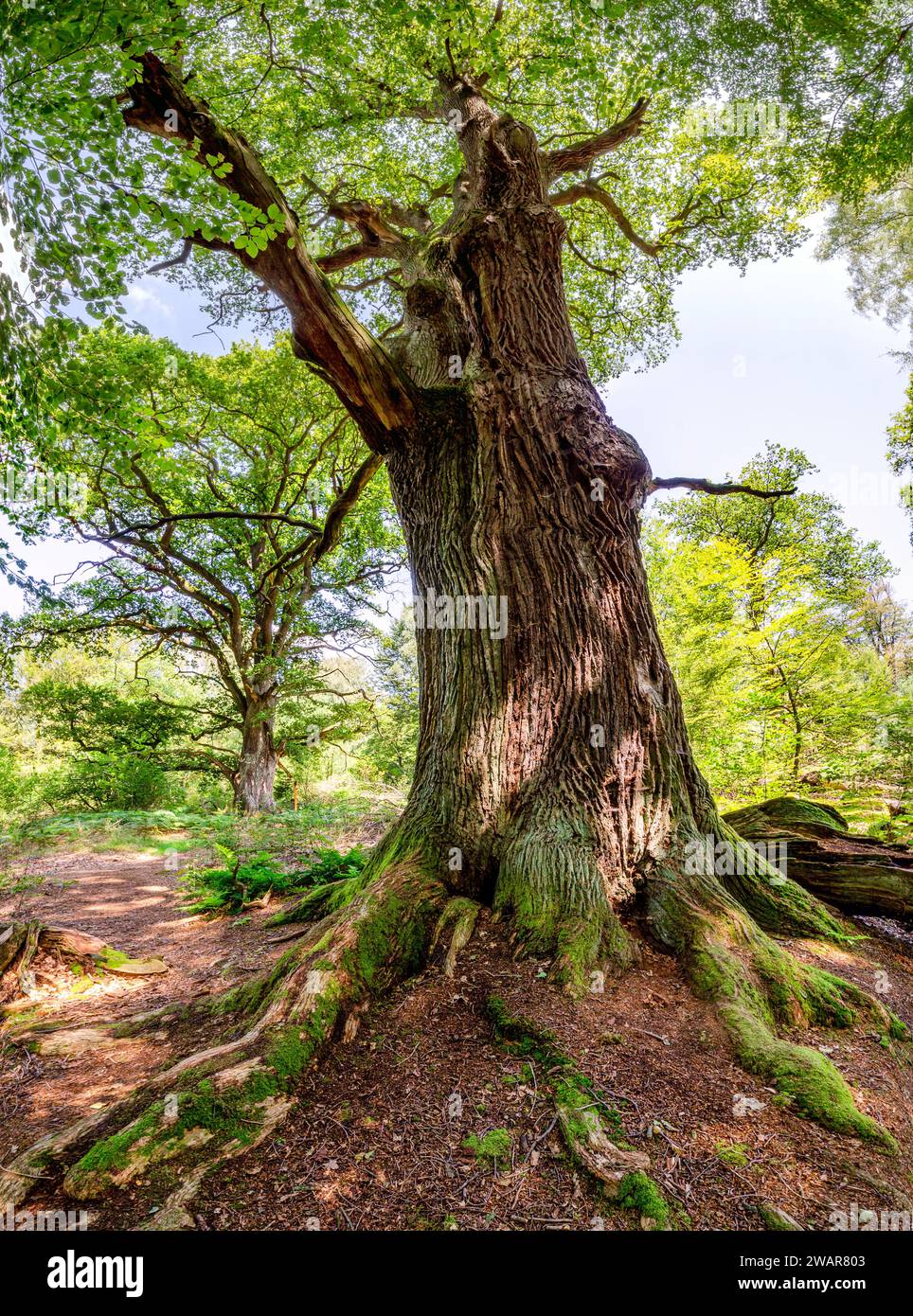 Giant oak tree hi-res stock photography and images - Alamy