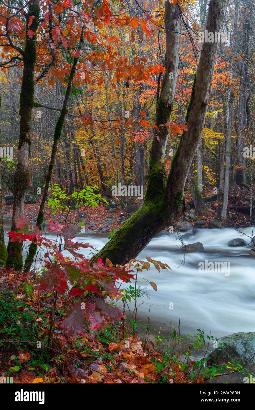 End of Autumn in Greenbrier in the Great Smoky Mountains Stock Photo ...
