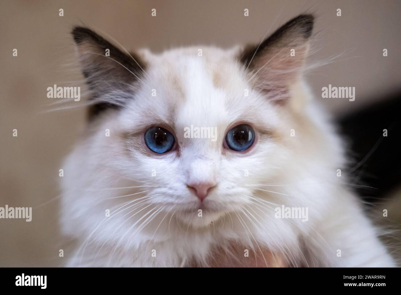 Cute, small Ragdoll cat looking at the camera. 3 months old Stock Photo ...