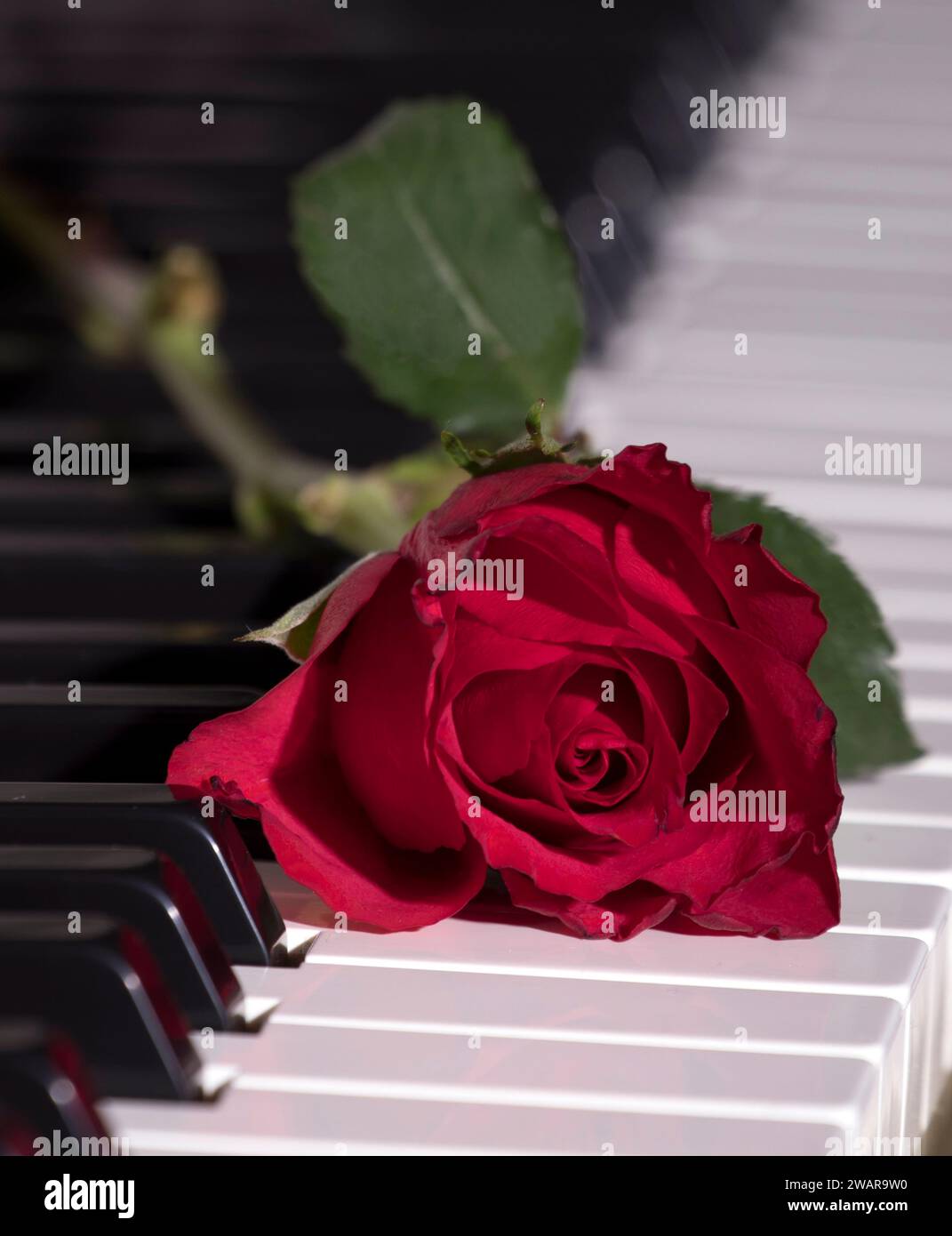 Red rose on piano keyboard hi-res stock photography and images - Alamy