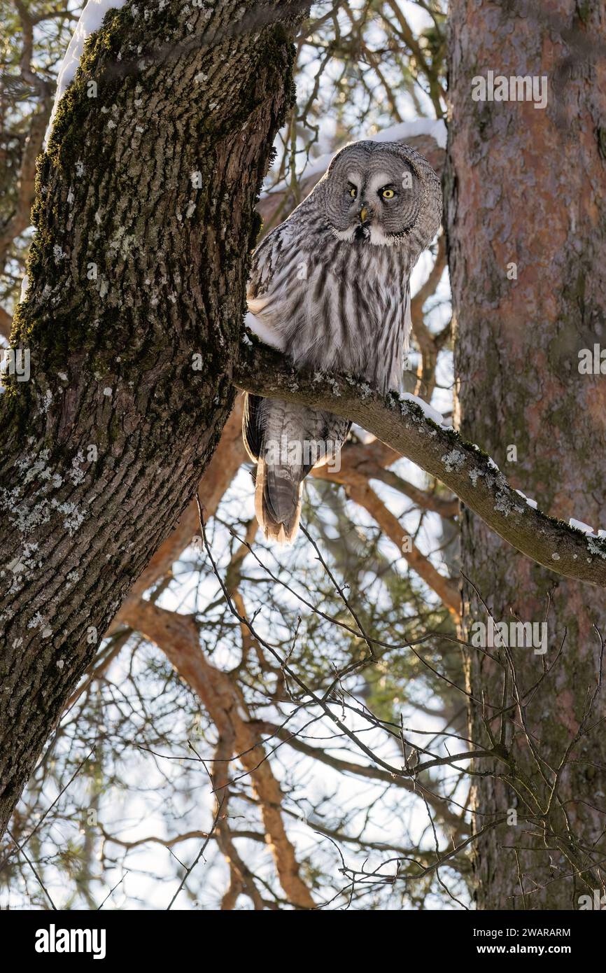 Big brute hi-res stock photography and images - Alamy