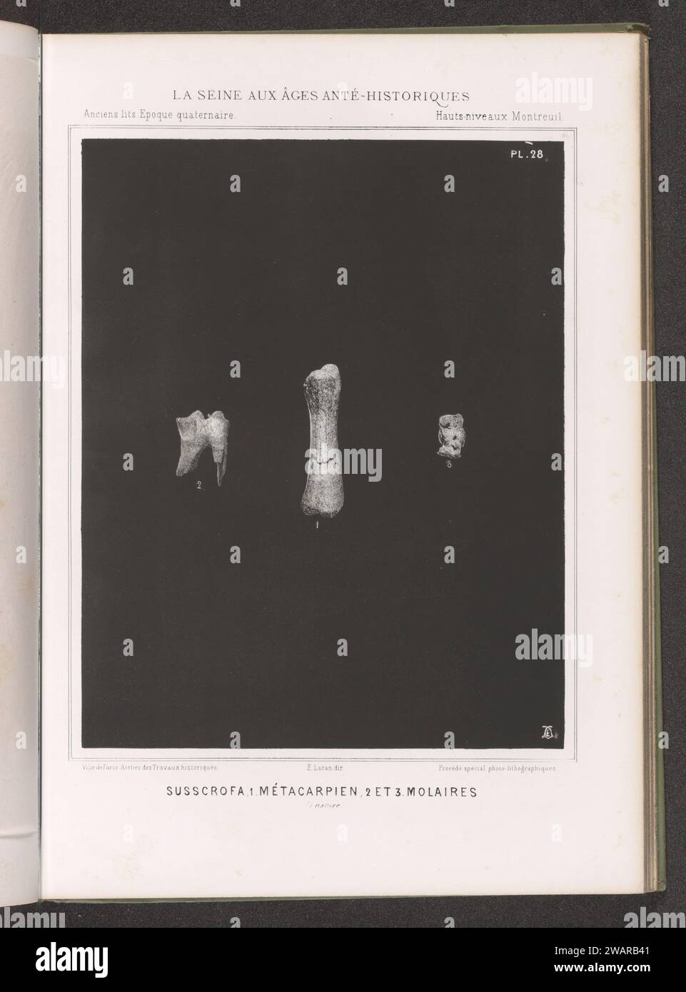Midfoot base and molars of a wild boar, c. 1860 - in or before 1869 ...