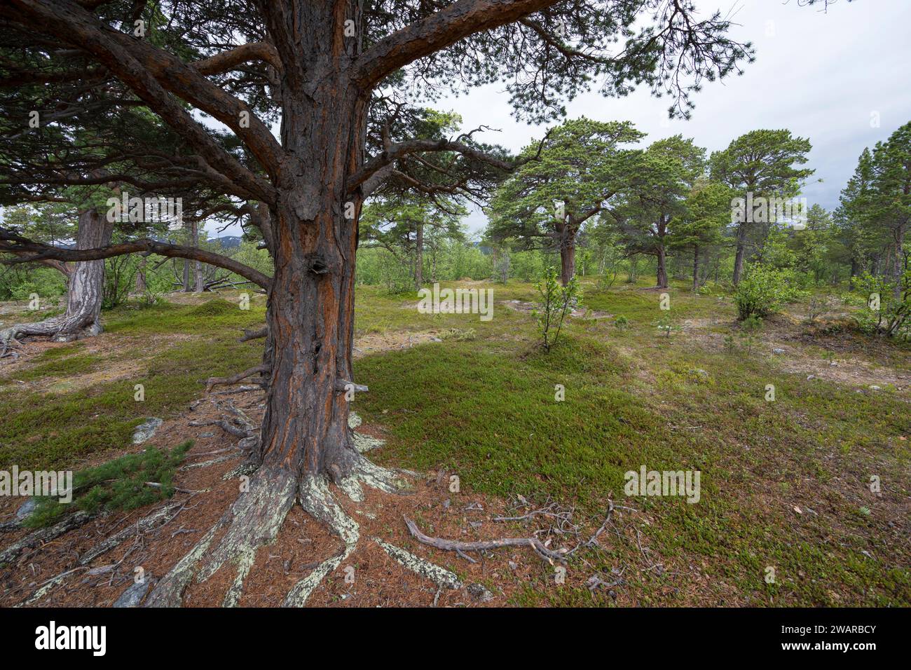 Stabbursdalen-Nationalpark, Wald-Kiefer, Waldkiefer, Gemeine Kiefer ...