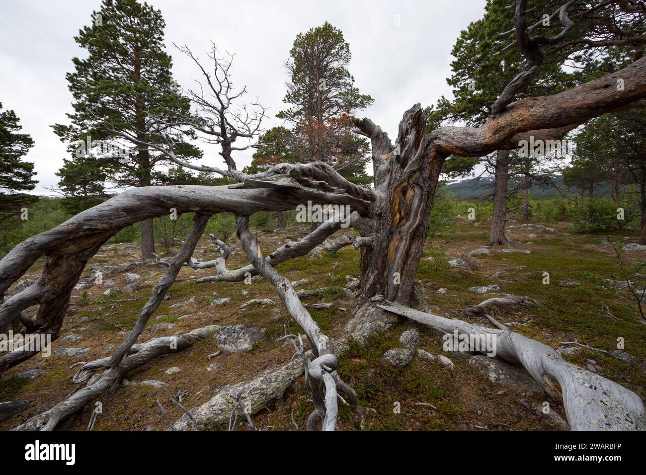 Stabbursdalen-Nationalpark, Wald-Kiefer, Waldkiefer, Gemeine Kiefer ...