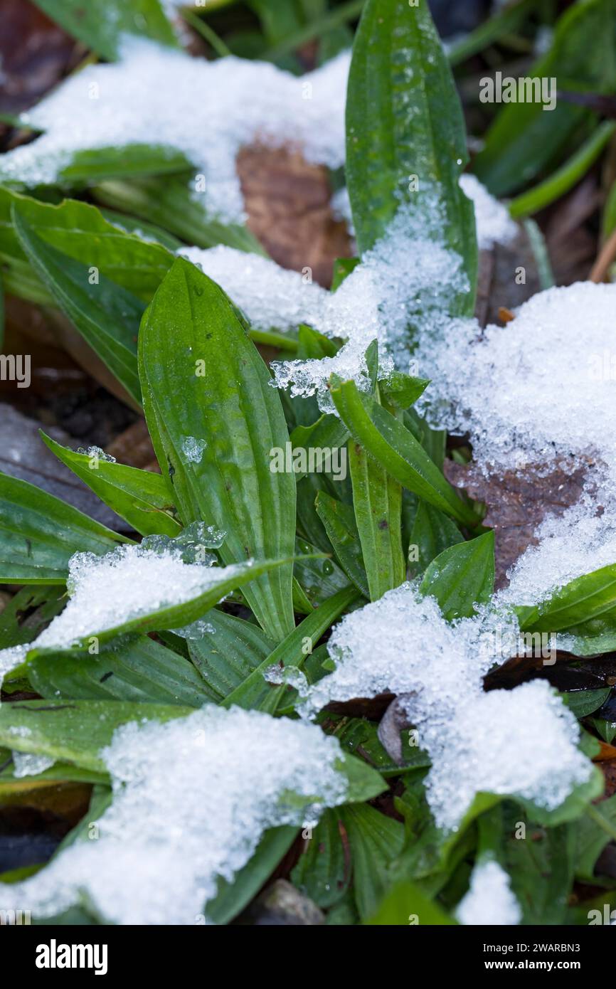 Spitz-Wegerich, Spitzwegerich, Wegerich, Plantago lanceolata, English ...