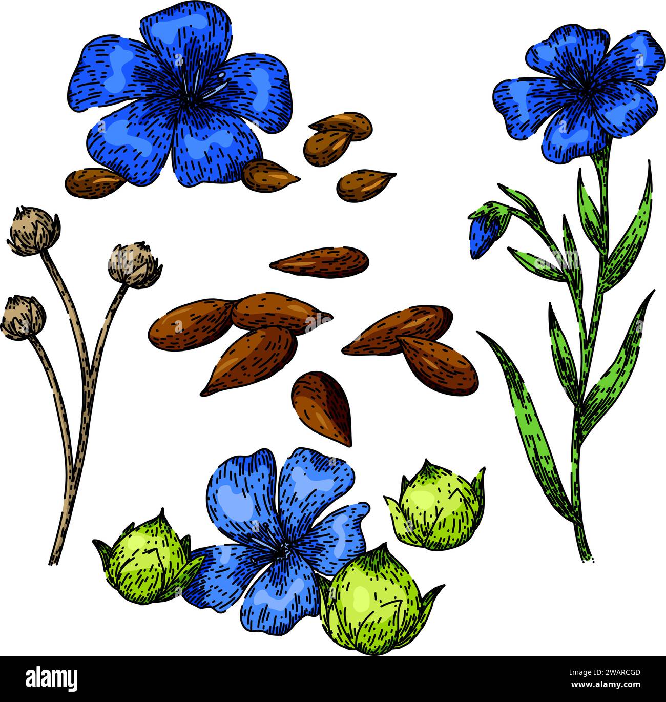 flax set sketch hand drawn vector Stock Vector Image & Art - Alamy