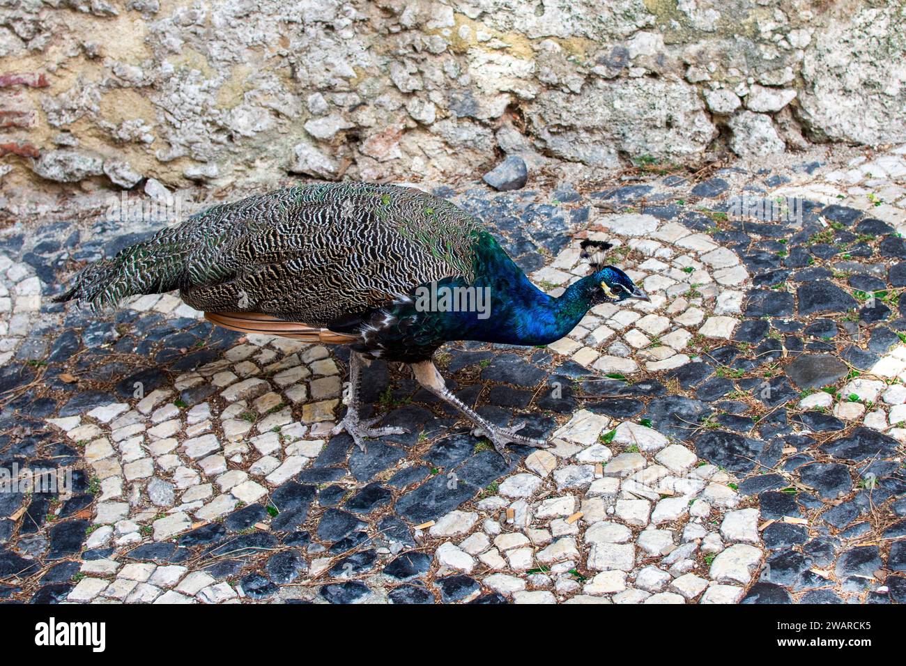 Lisbon street animal hi-res stock photography and images - Alamy