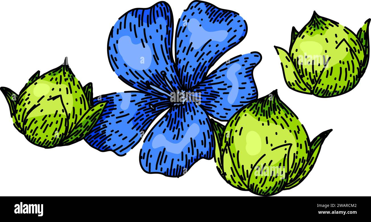 plant flax sketch hand drawn vector Stock Vector Image & Art - Alamy
