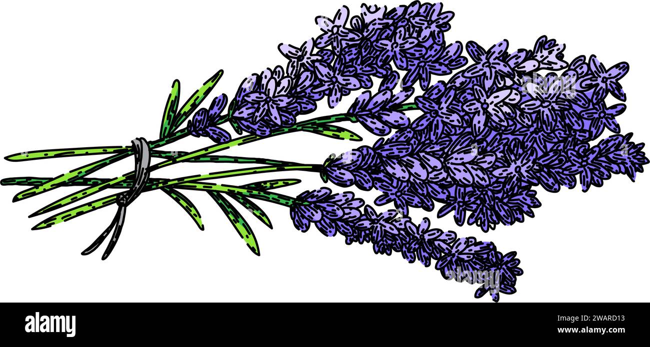 plant lavender sketch hand drawn vector Stock Vector Image & Art - Alamy