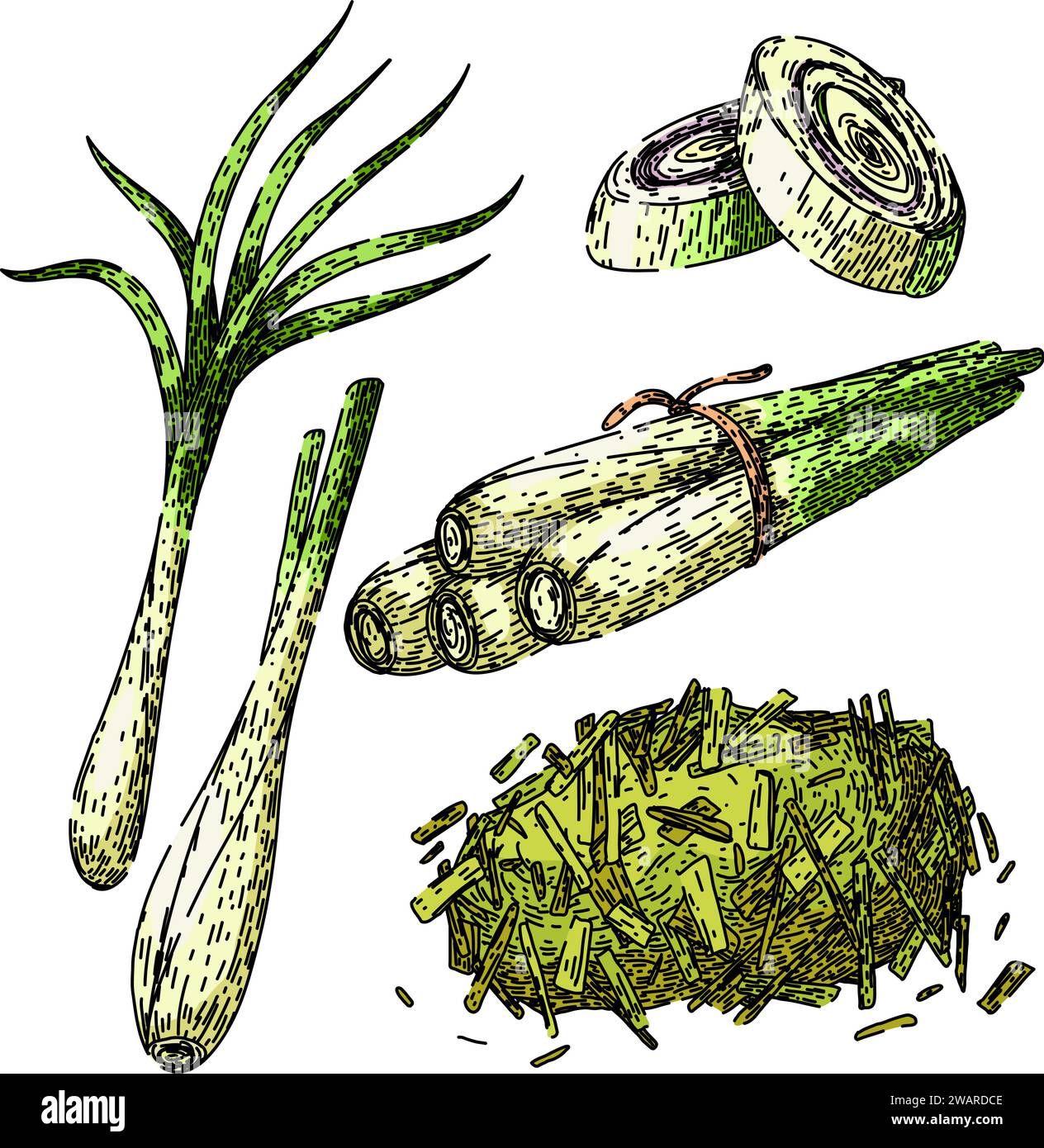 lemongrass set sketch hand drawn vector Stock Vector Image & Art - Alamy