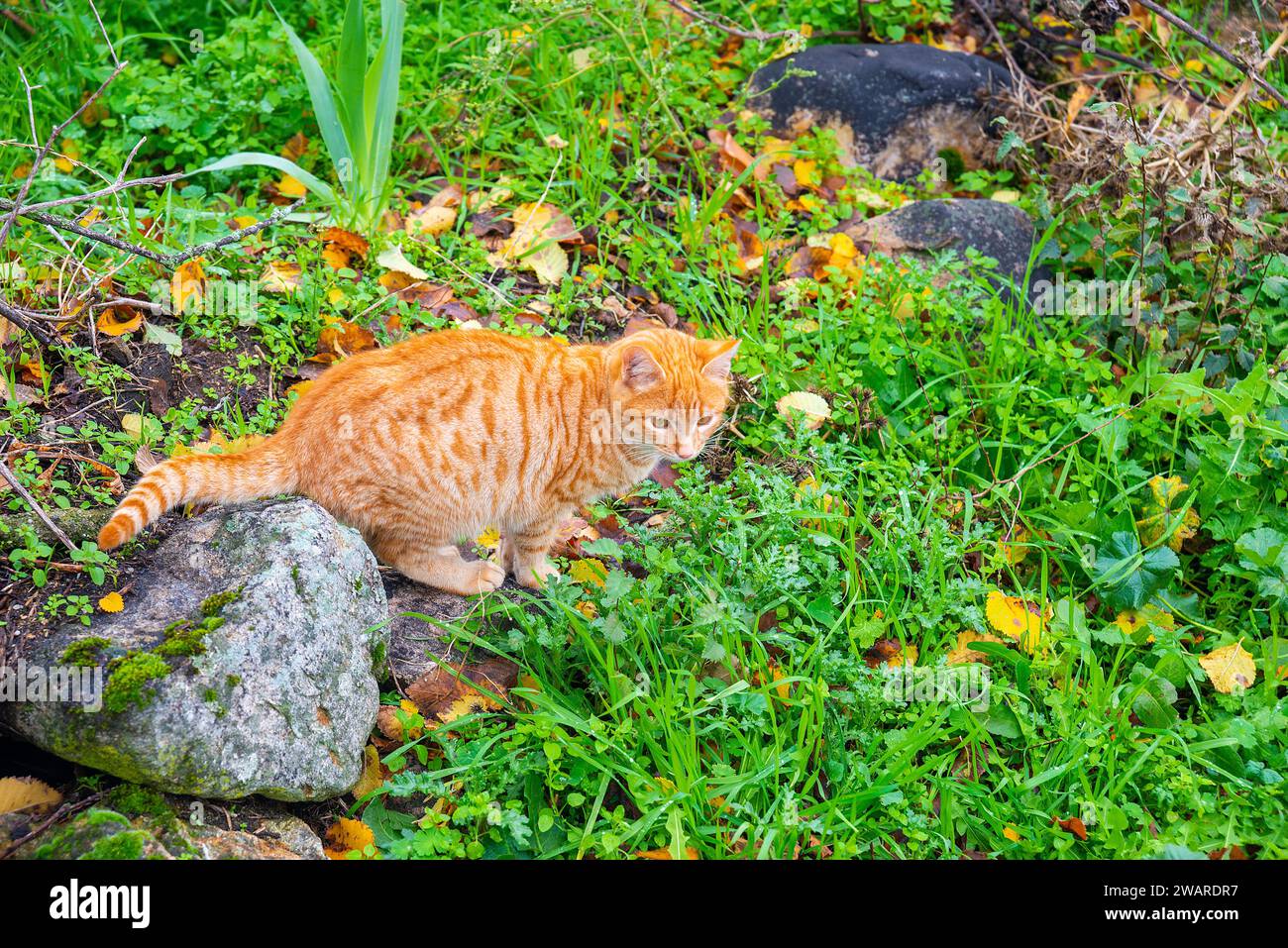 Orange tabby kitten Stock Photo - Alamy