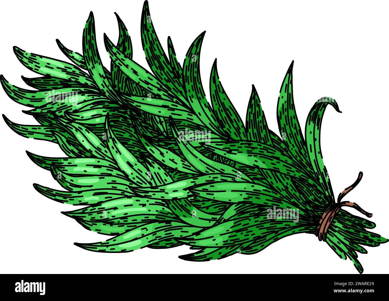 estragon tarragon sketch hand drawn vector Stock Vector Image & Art - Alamy