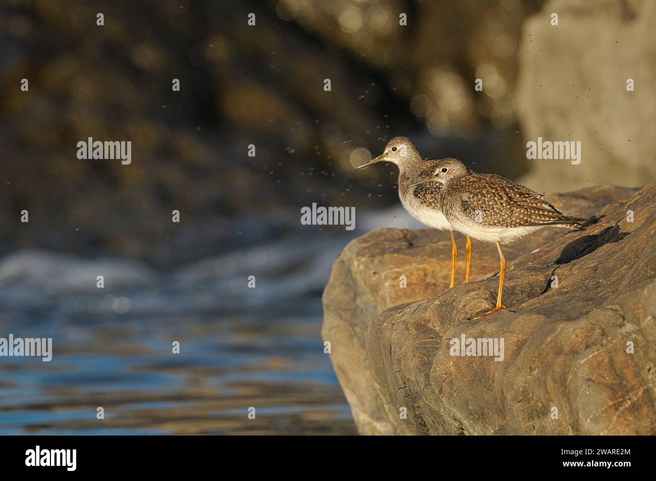 Two lesser yellowlegs hi-res stock photography and images - Alamy