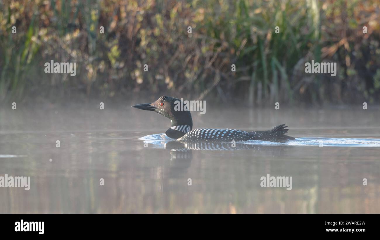 Common Loon swimming on a river Stock Photo - Alamy