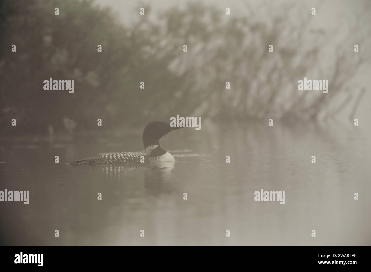 Common Loon swimming on a river Stock Photo - Alamy