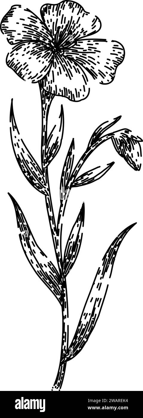 flower flax sketch hand drawn vector Stock Vector Image & Art - Alamy