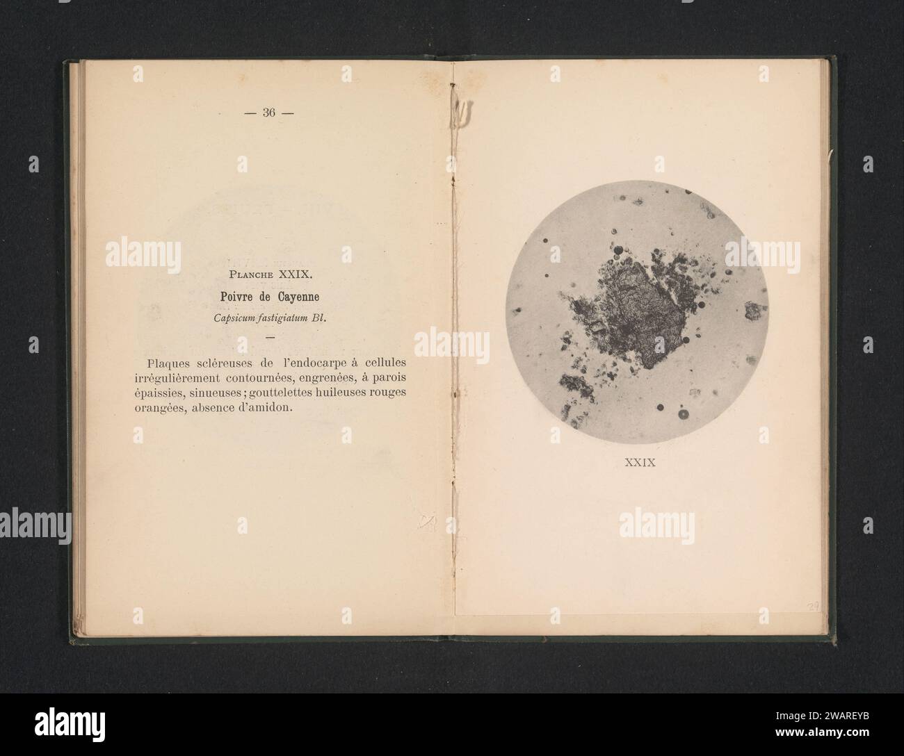 Cayenne paper hi-res stock photography and images - Alamy