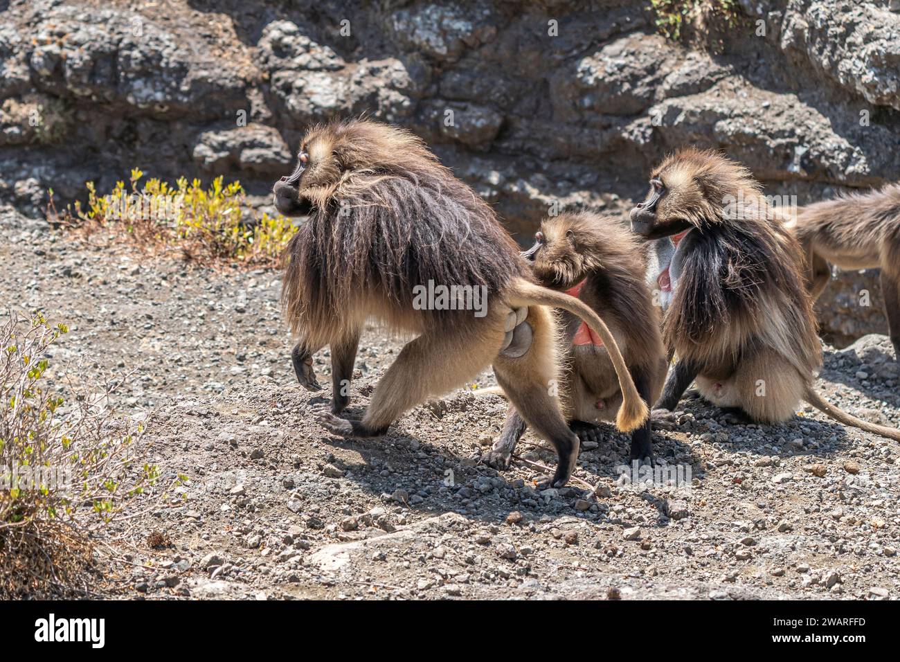 Gelada Baboon (Theropithecus gelada) pair mating in the Simien ...