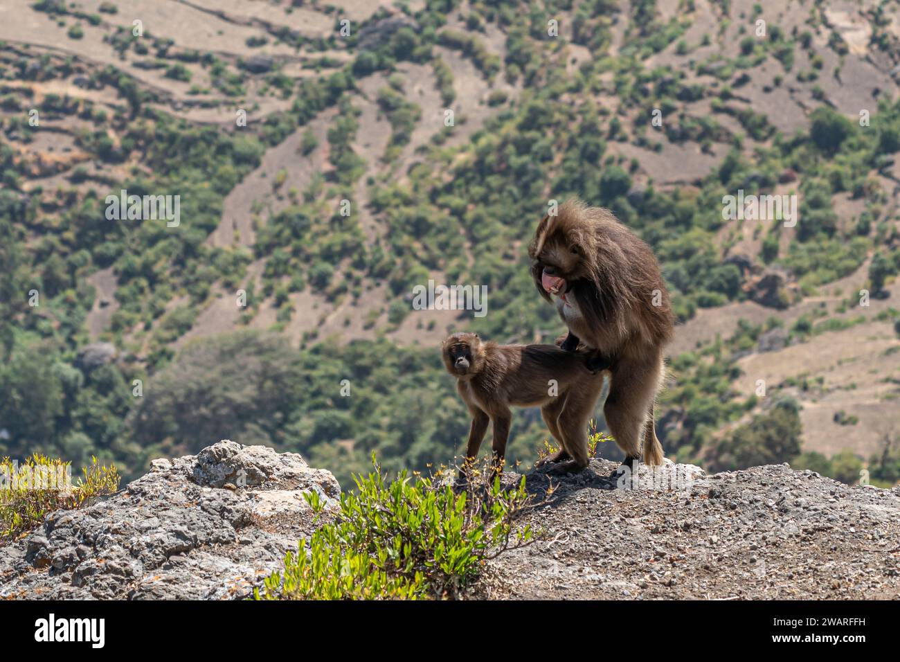 Gelada Baboon (Theropithecus gelada) pair mating in the Simien ...