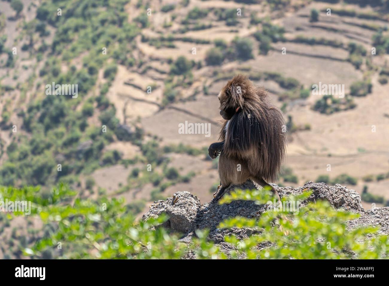 Gelada Baboon (Theropithecus gelada) pair mating in the Simien ...