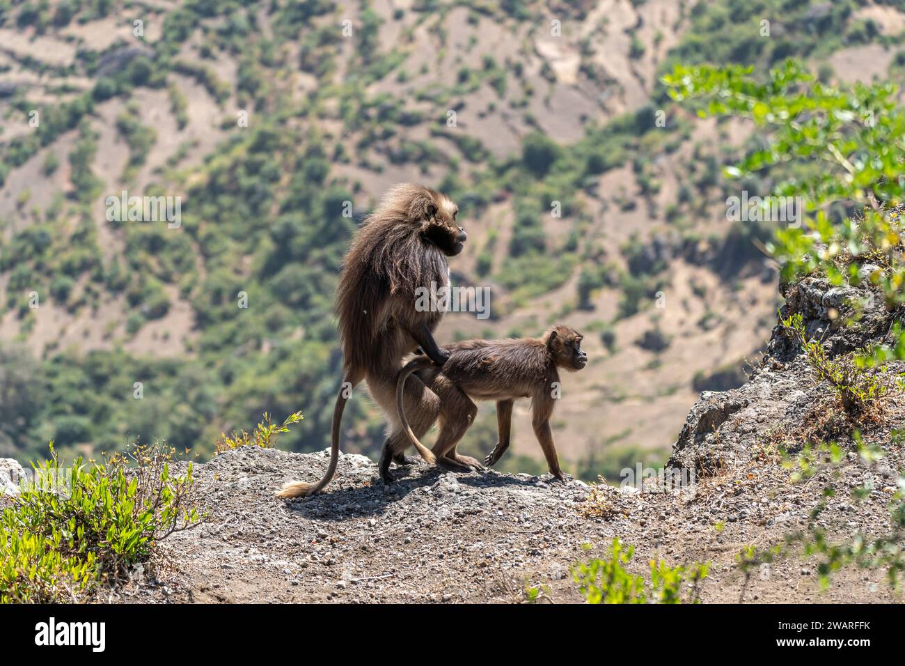 Monkey mating hi-res stock photography and images - Alamy