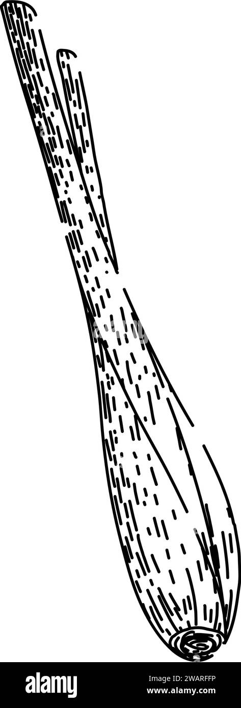 grass lemongrass sketch hand drawn vector Stock Vector Image & Art - Alamy