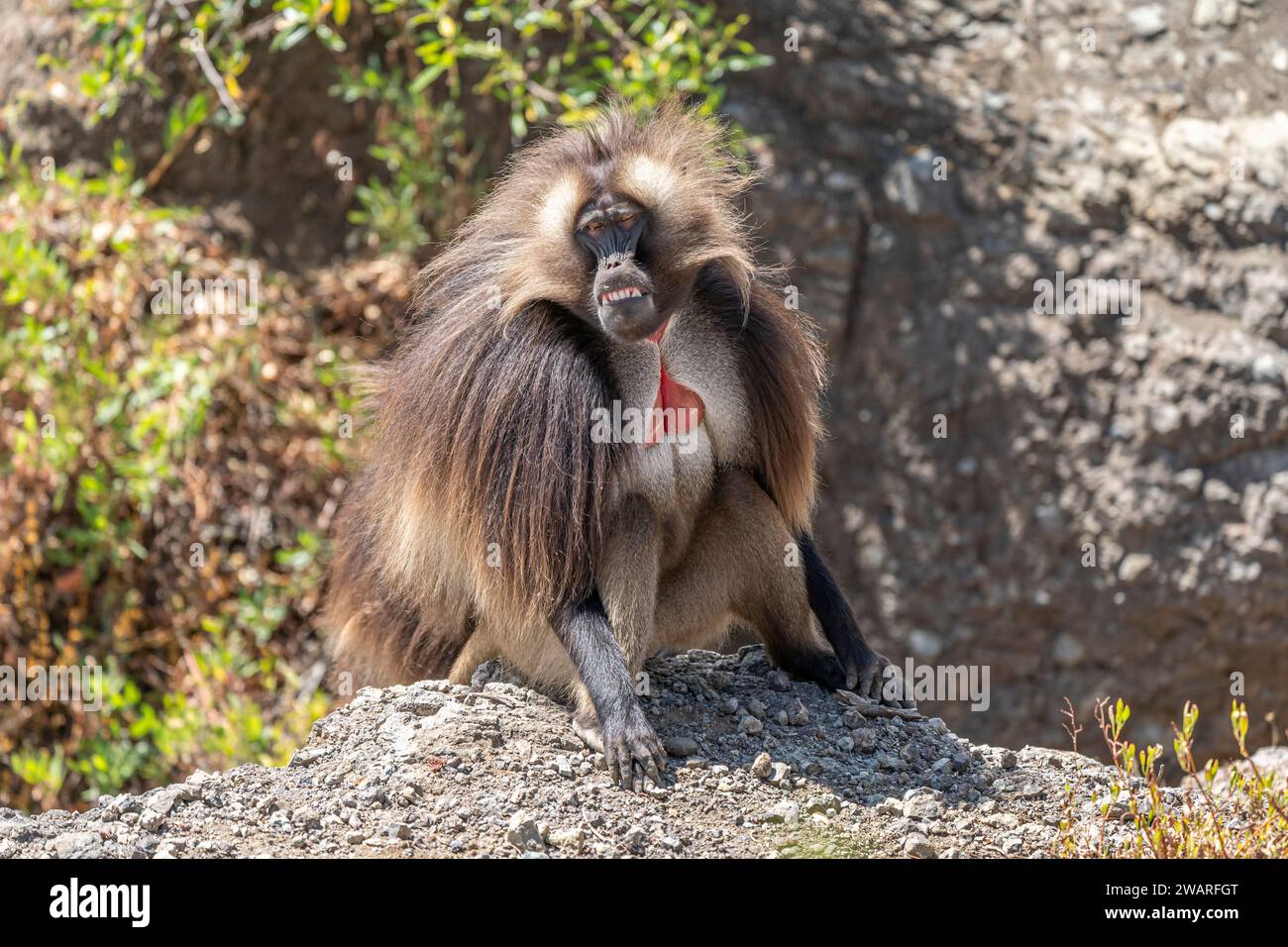 A Gelada monkey opening its mouth wide to bear its teeth, Simien ...