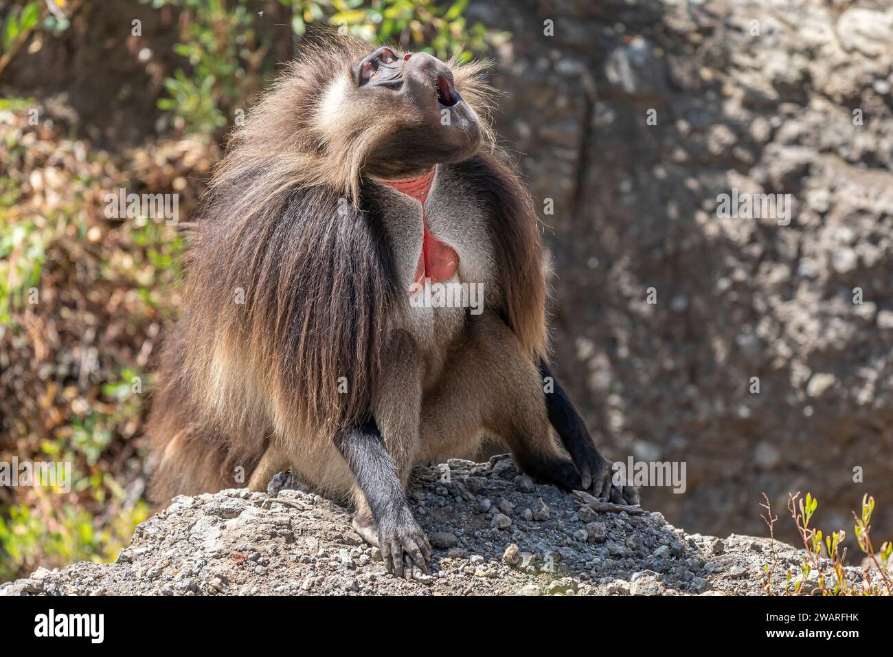 A Gelada monkey opening its mouth wide to bear its teeth, Simien ...
