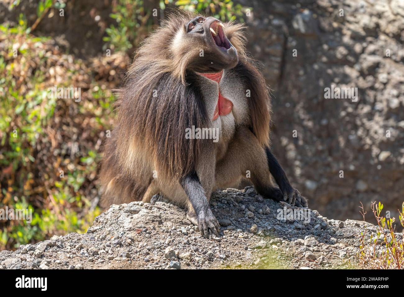 A Gelada monkey opening its mouth wide to bear its teeth, Simien ...