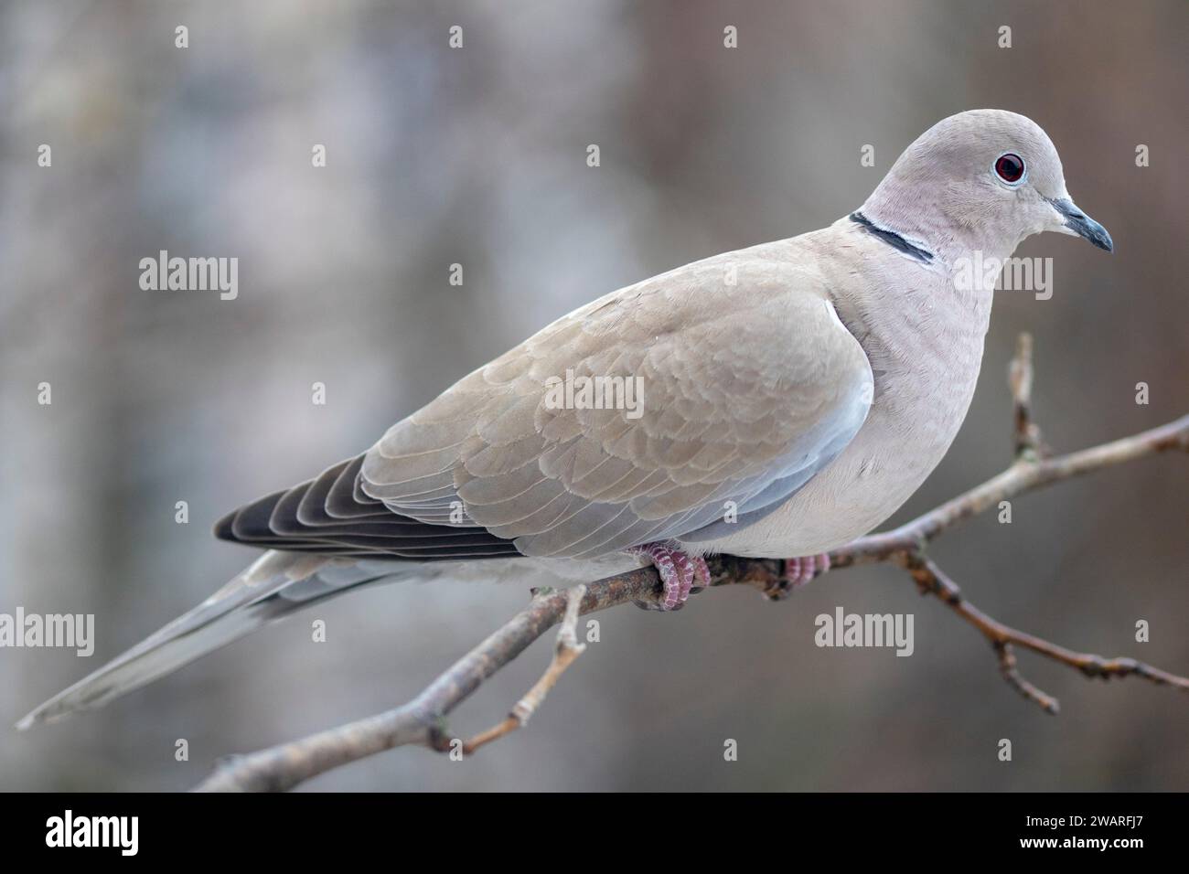 Eurasian collared dove Stock Photo - Alamy