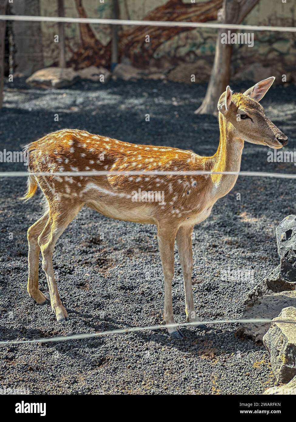 Deer enclosure hi-res stock photography and images - Alamy