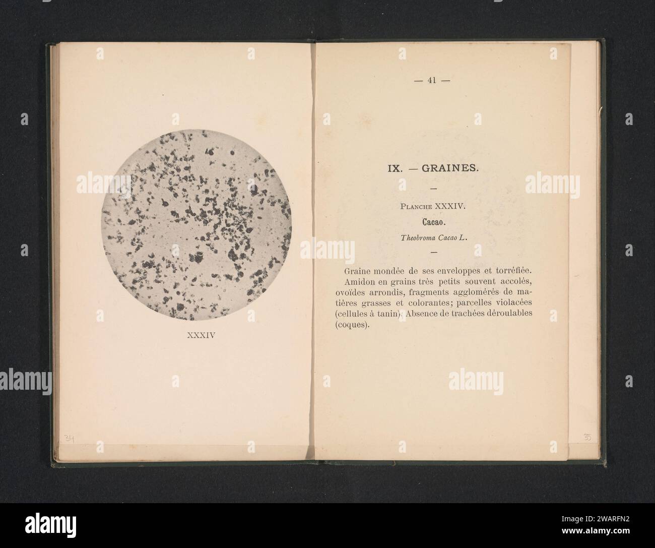 Microscopic representation of cocoa, Léon Herlant, c. 1891 - In or ...