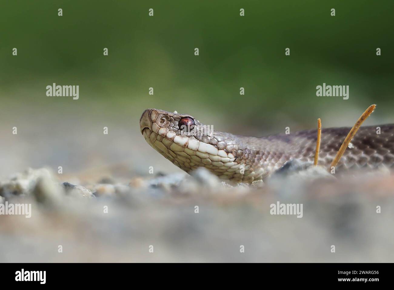 Head of a female adder on a forest path during the autumn hike Stock ...