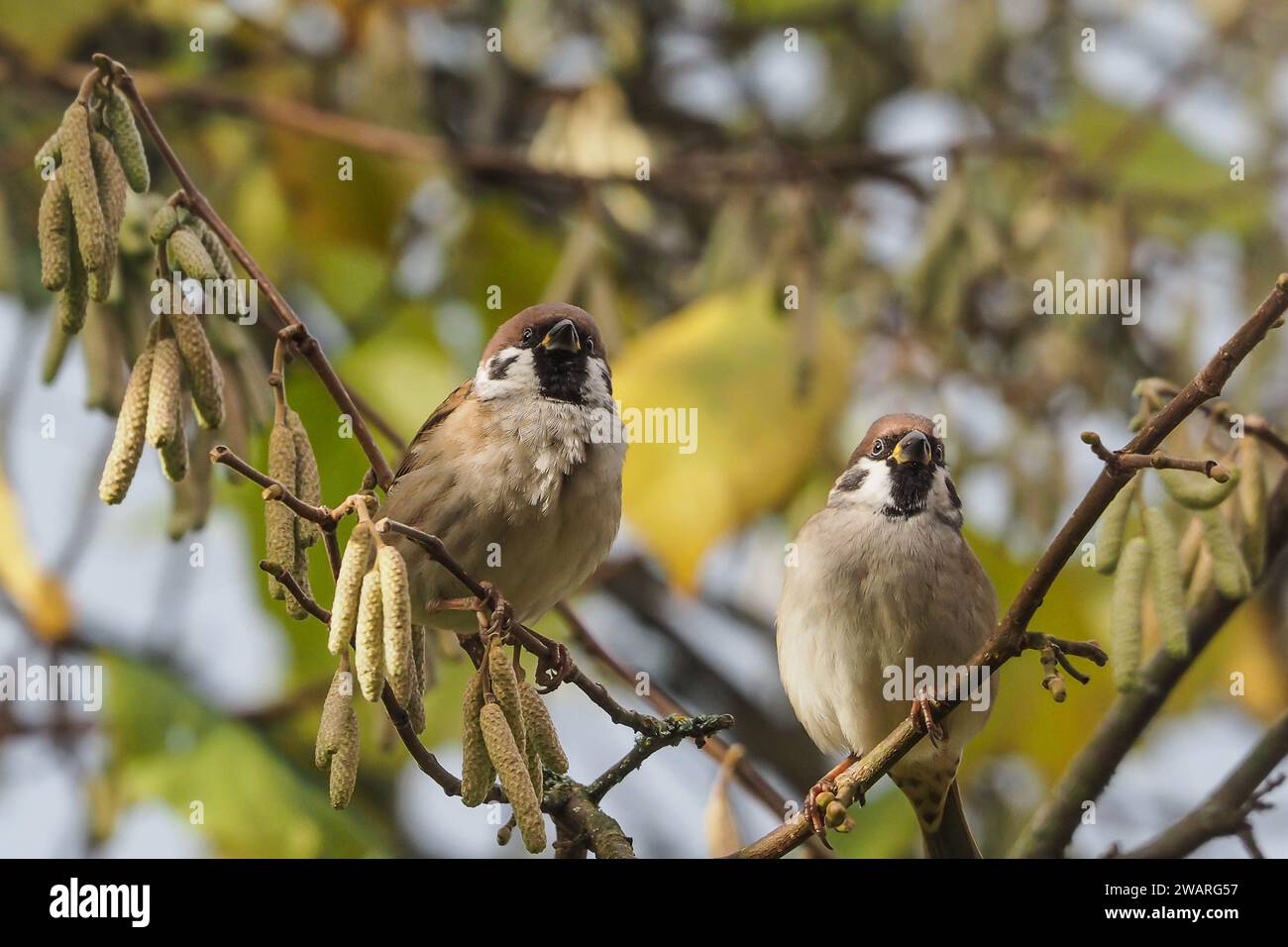 Two tree sparrows sitting on a branch in an autumnal hazel bush Stock ...