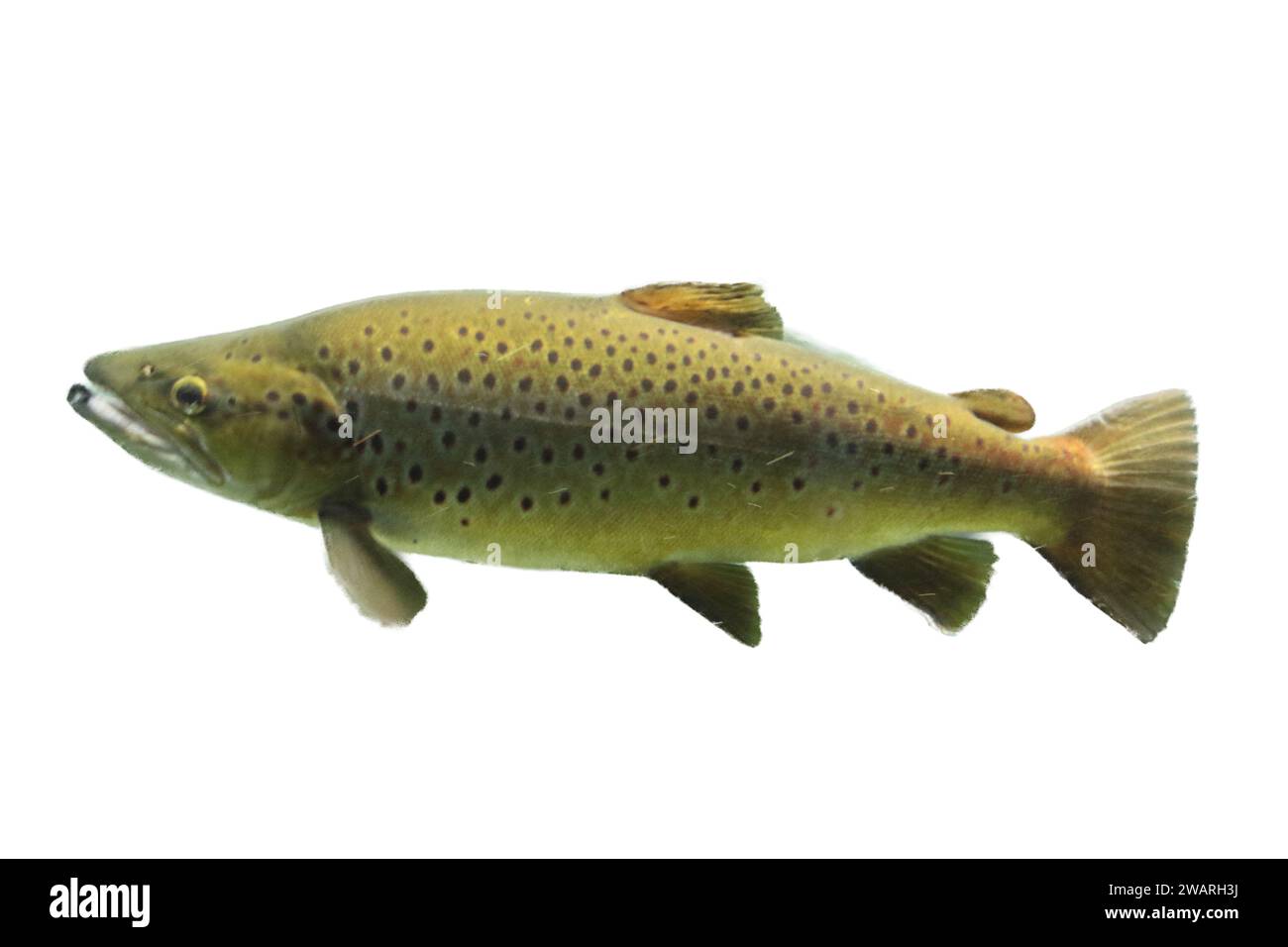 Atlantic salmon salmo salar in Cut Out Stock Images & Pictures - Alamy