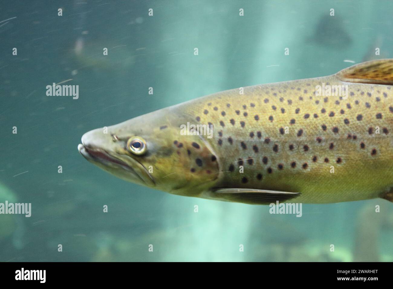 The Atlantic salmon (Salmo salar) is a species of ray-finned fish in ...