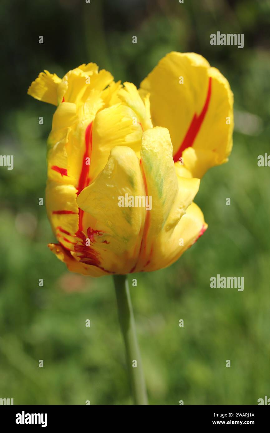 Storage organs hi-res stock photography and images - Alamy