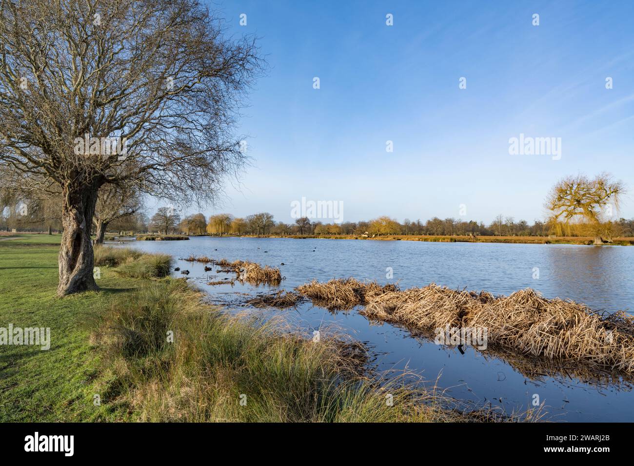 Coots nesting sites in the long grass and reeds Stock Photo - Alamy