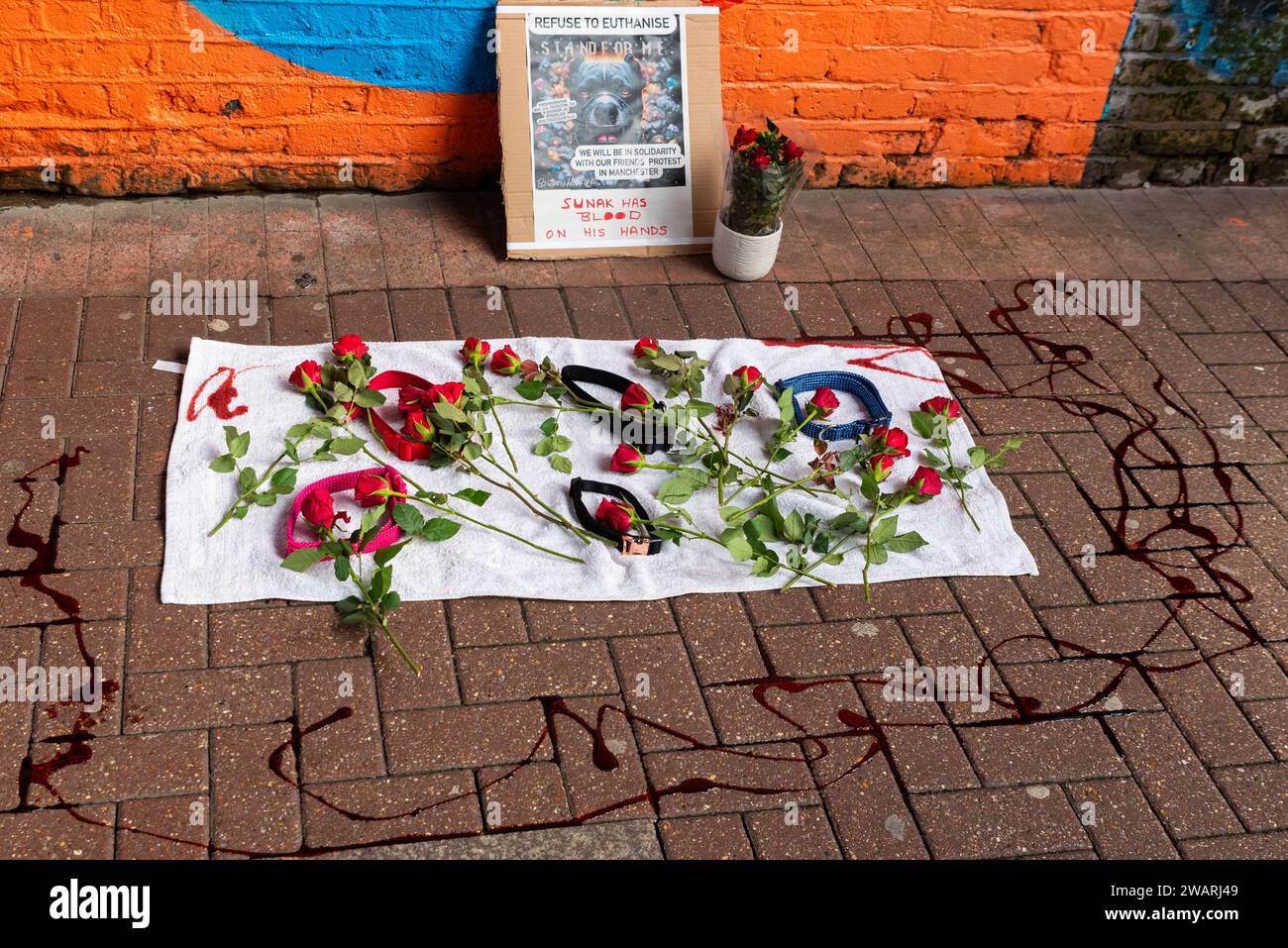 American bully xl dangerous hi-res stock photography and images - Alamy