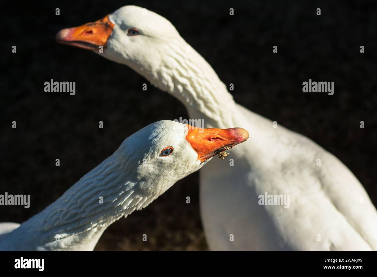Goose heads hi-res stock photography and images - Alamy