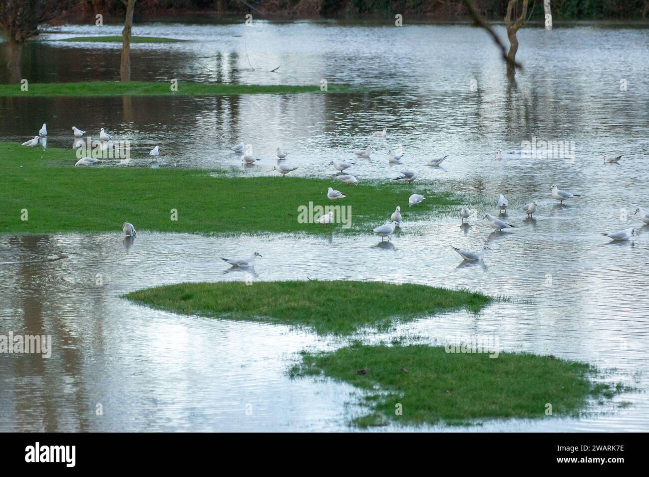 News golf hi-res stock photography and images - Alamy