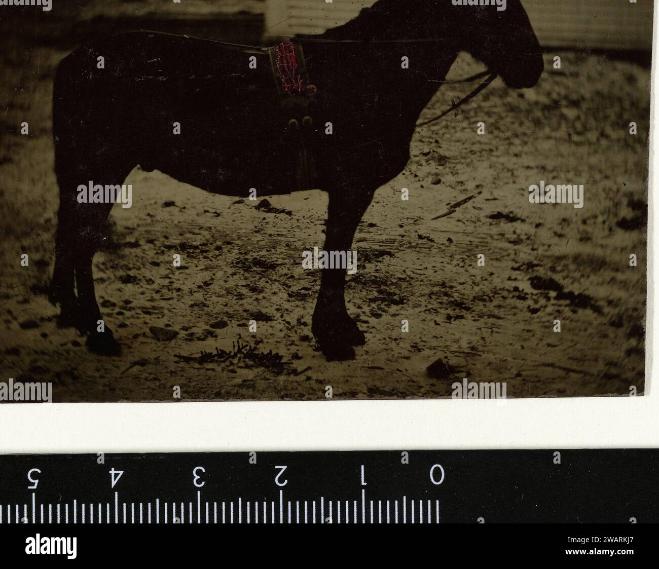 Horse for houses, c. 1870 - c. 1910 photograph metal ferrotyping horse ...