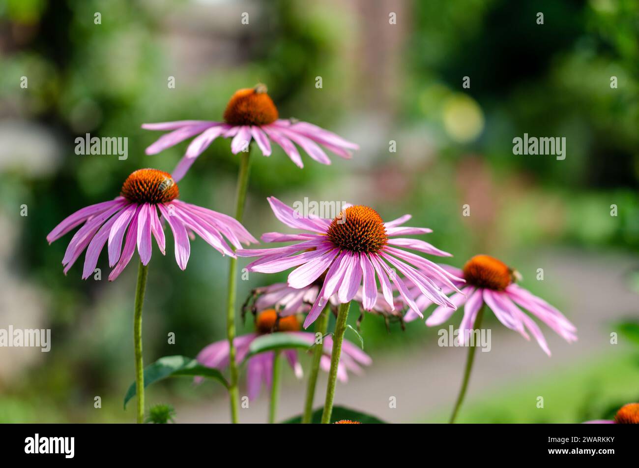 Close up of coneflower flowers or echinacea in the garden hi-res stock ...